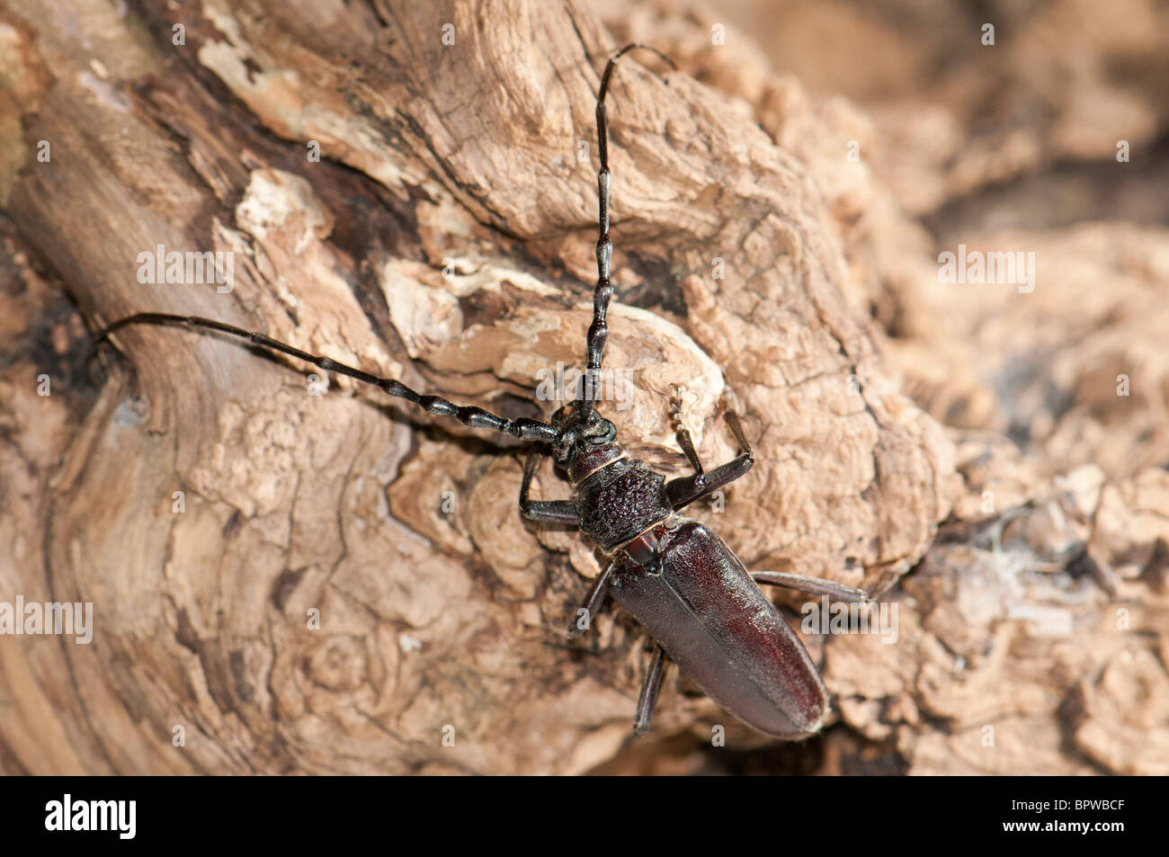 Male Great Capricorn beetle (Cerambyx cerdo) a Cerambycidae longhorn ...