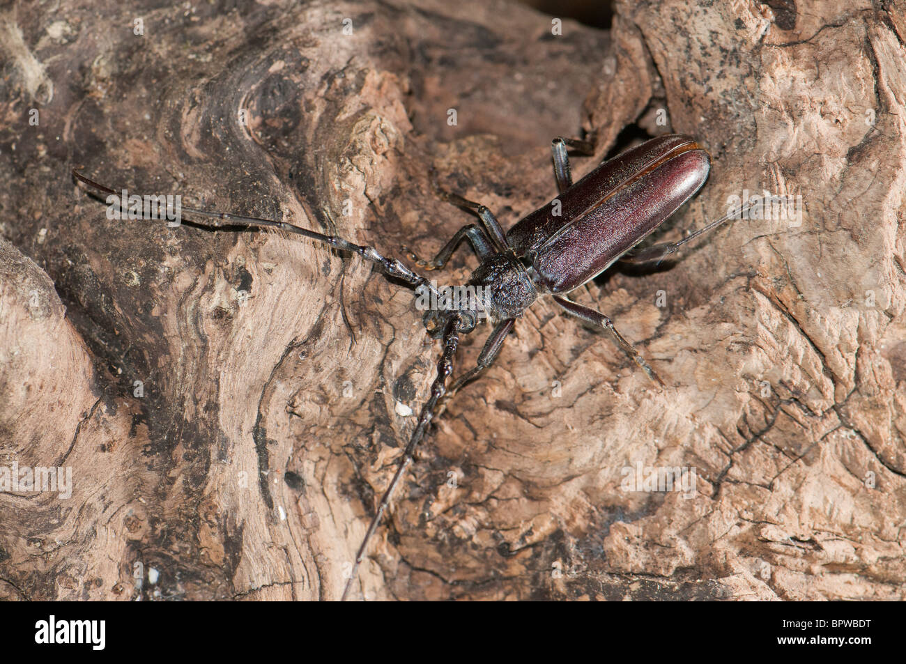 Male Great Capricorn beetle (Cerambyx cerdo) a Cerambycidae longhorn ...