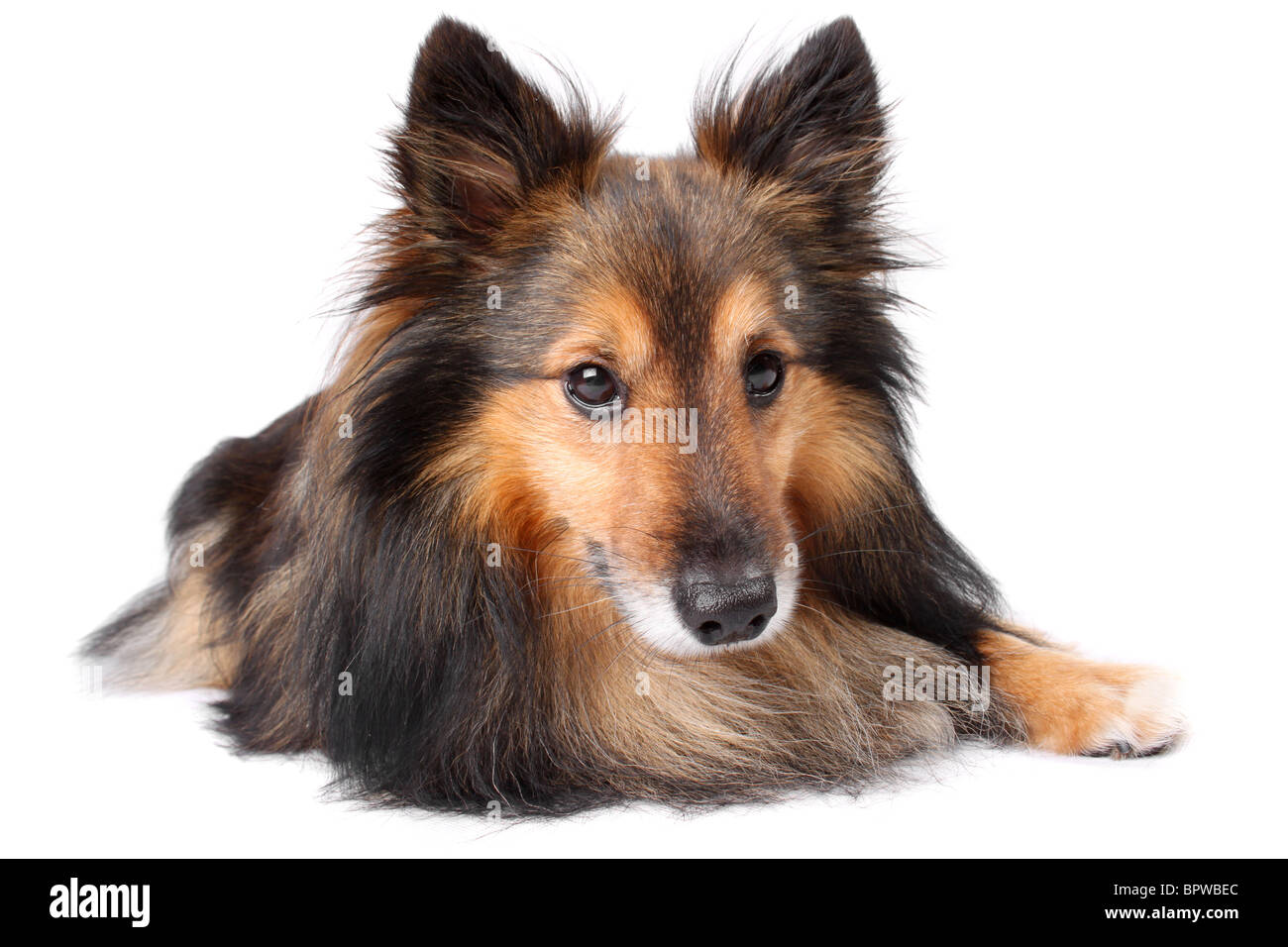 Head sheepdog Cut Out Stock Images & Pictures - Alamy