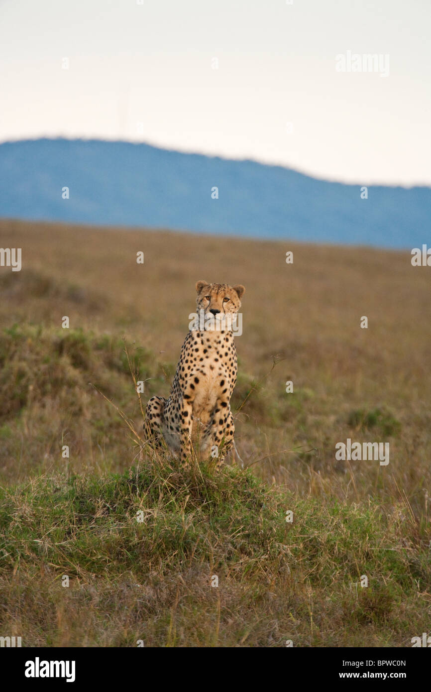 Cheetah sat hi-res stock photography and images - Alamy
