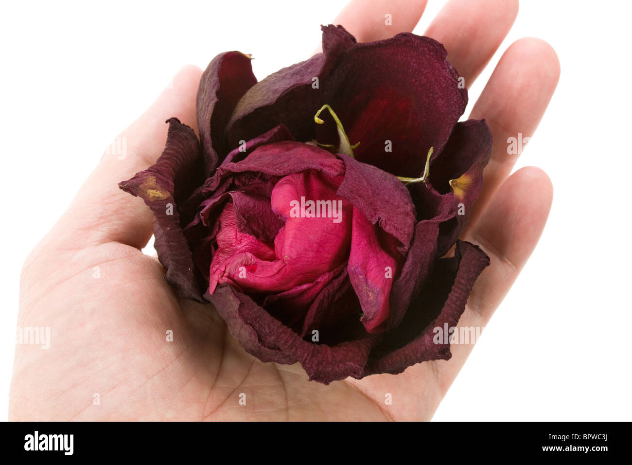 red dead rose, concept of lost love Stock Photo - Alamy