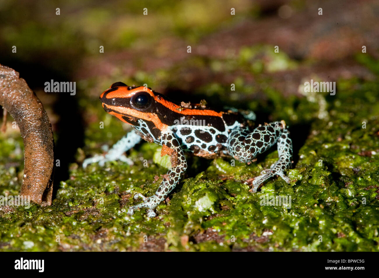 Rainbow Poison Dart Frogs
