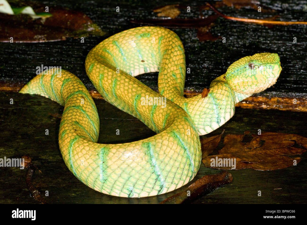 Peruvian Dragon Snake