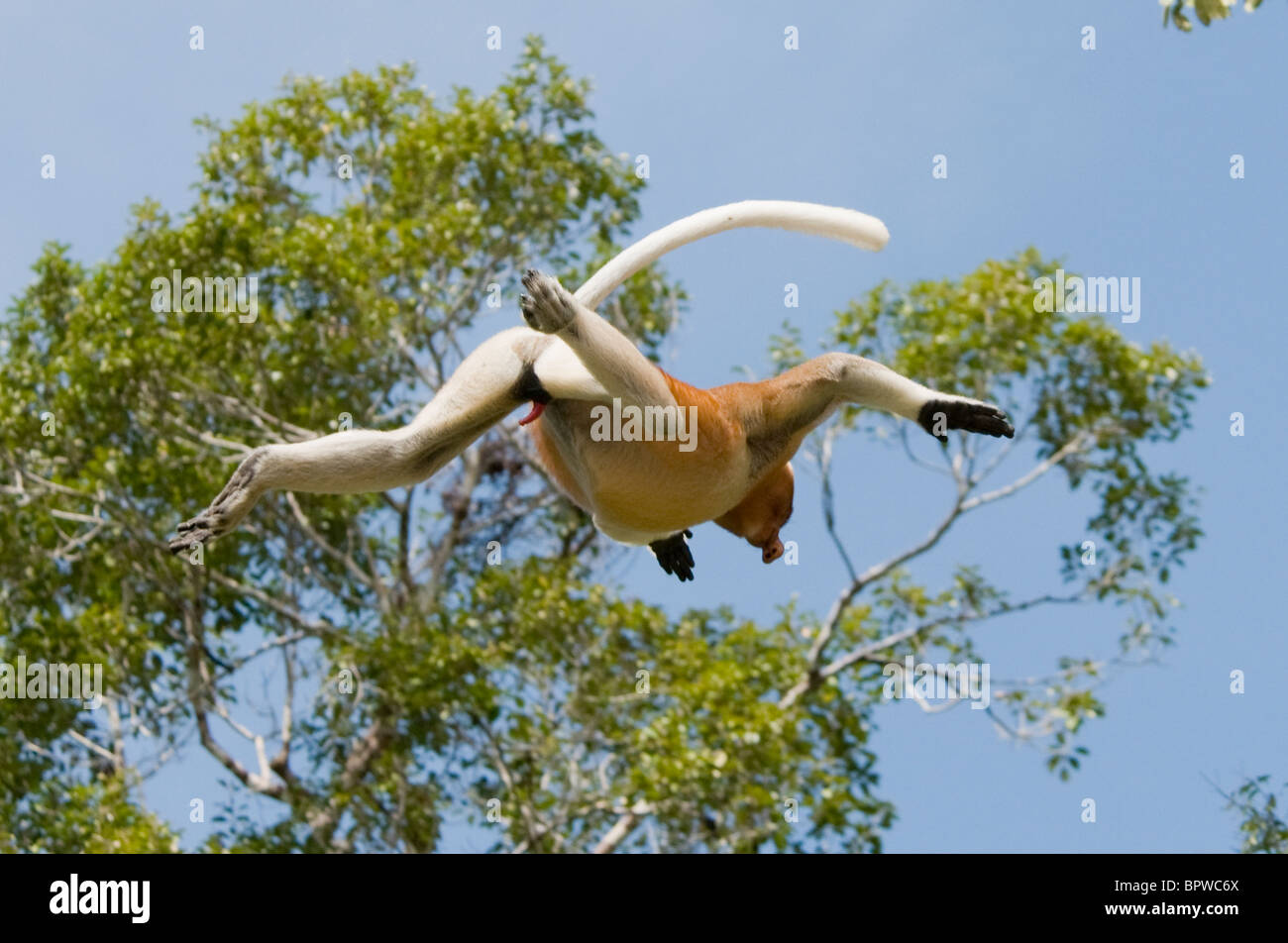 male proboscis monkey (Nasalis larvatus) leaping in Borneo Stock Photo ...