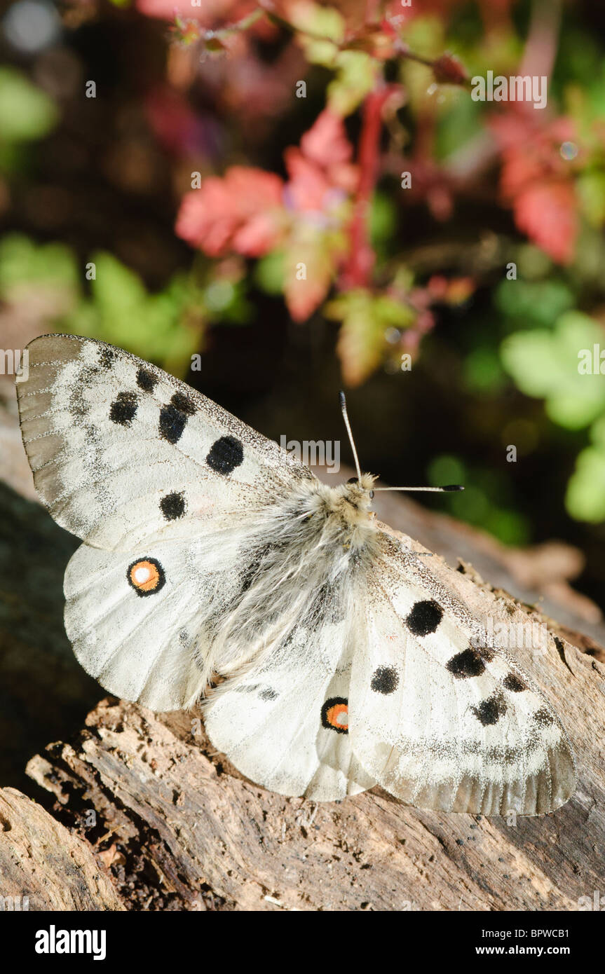Parnassius apollo is in Southern Europe confined to high mountain areas ...