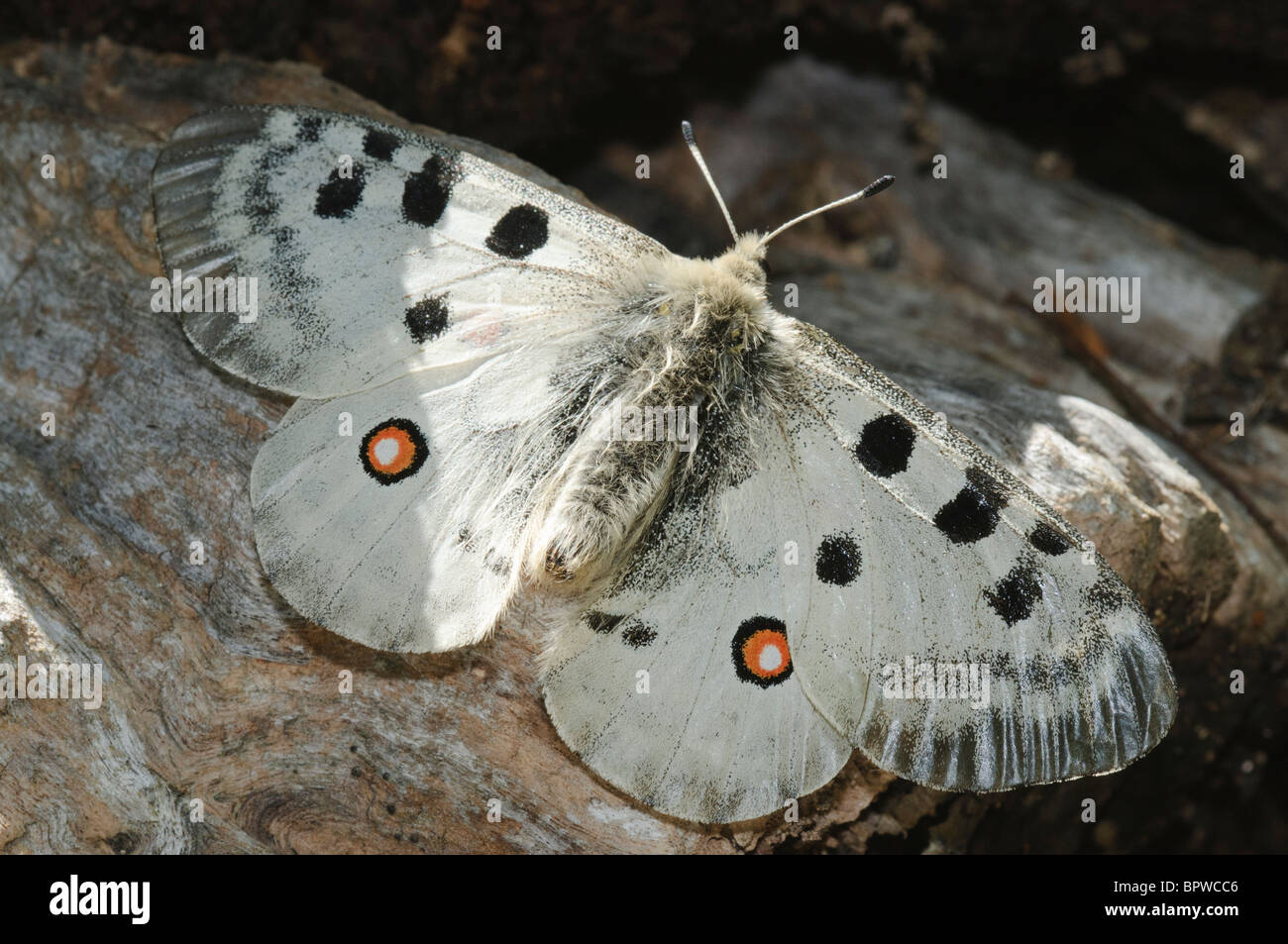Parnassius Apollo Spain High Resolution Stock Photography and Images ...