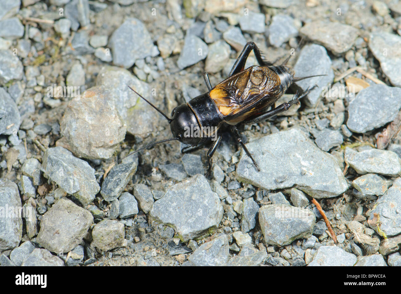 Singing cricket insect hi-res stock photography and images - Alamy