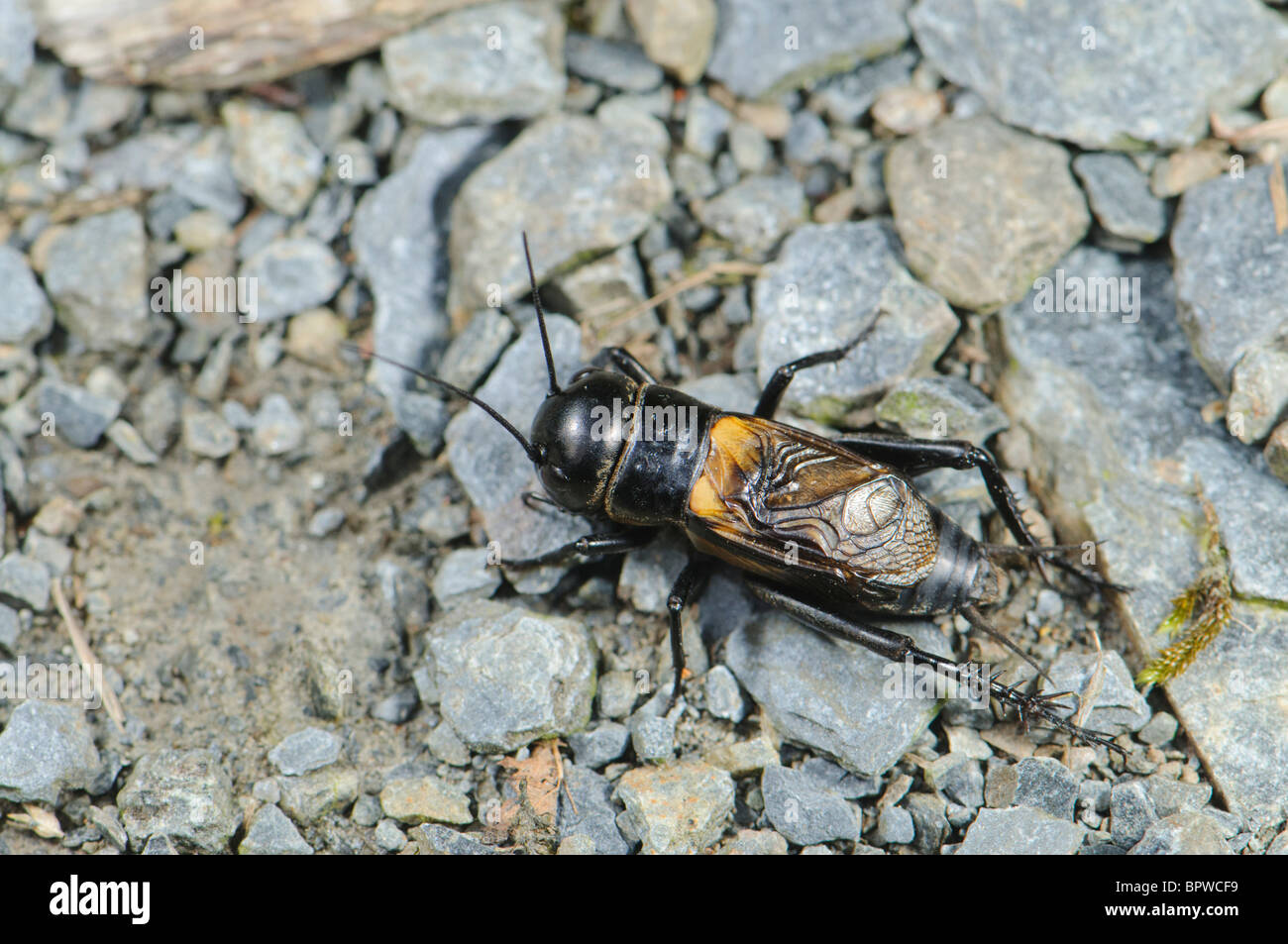 Grillon hi-res stock photography and images - Alamy