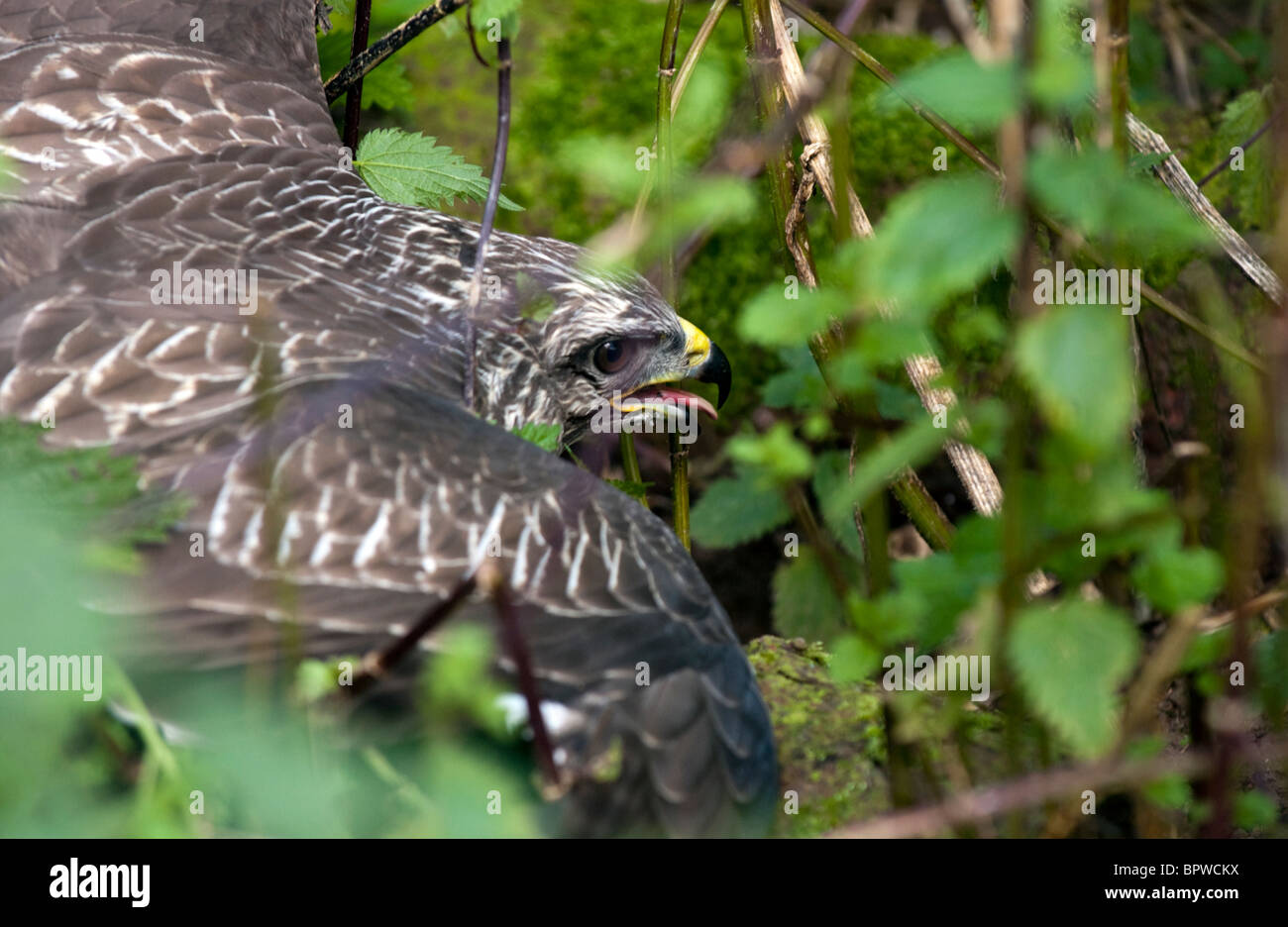 injured poisoned Buzzard laying on floor sticking tongue out Stock ...