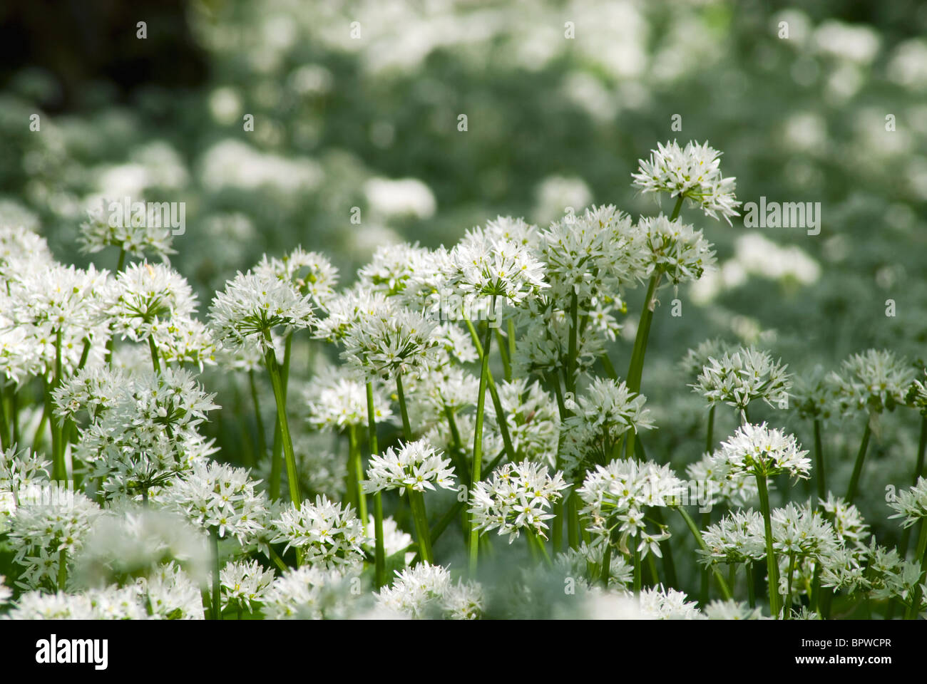 Cumbrae and scotland hi-res stock photography and images - Alamy