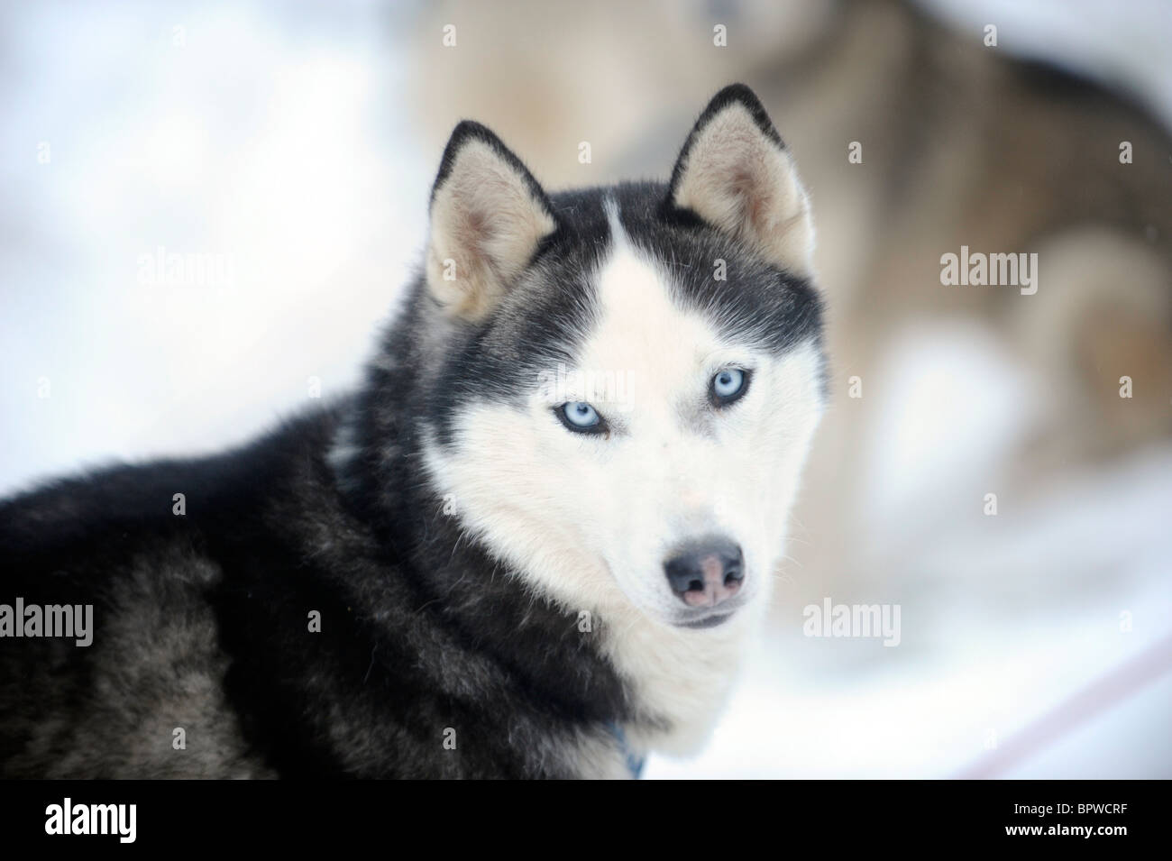 Alaskan Malamute sled pulling dog in the snow Stock Photo - Alamy