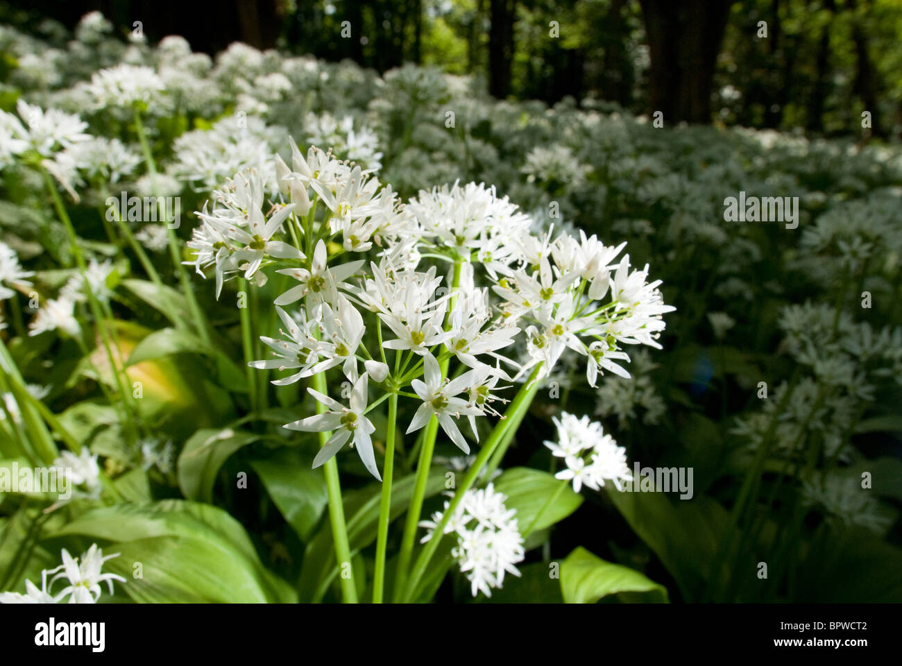 Cumbrae and scotland hi-res stock photography and images - Alamy