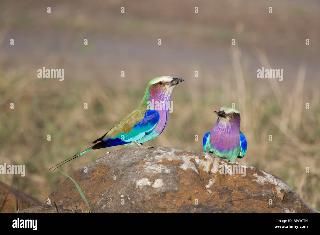 Two lilac breasted roller birds hi-res stock photography and images - Alamy