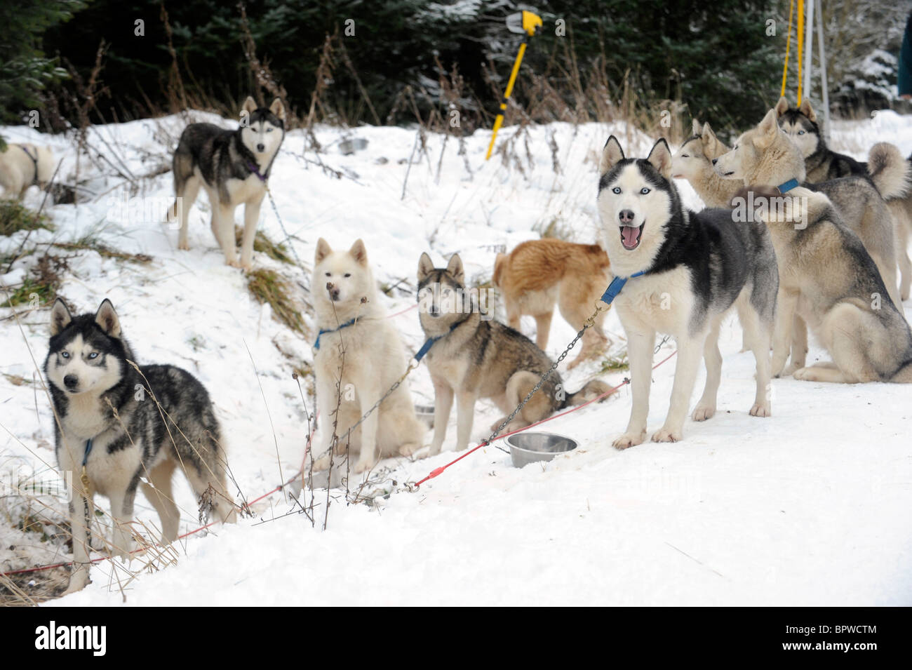 A team of Alaskan Malamute sled pulling dogs in the snow Stock Photo ...