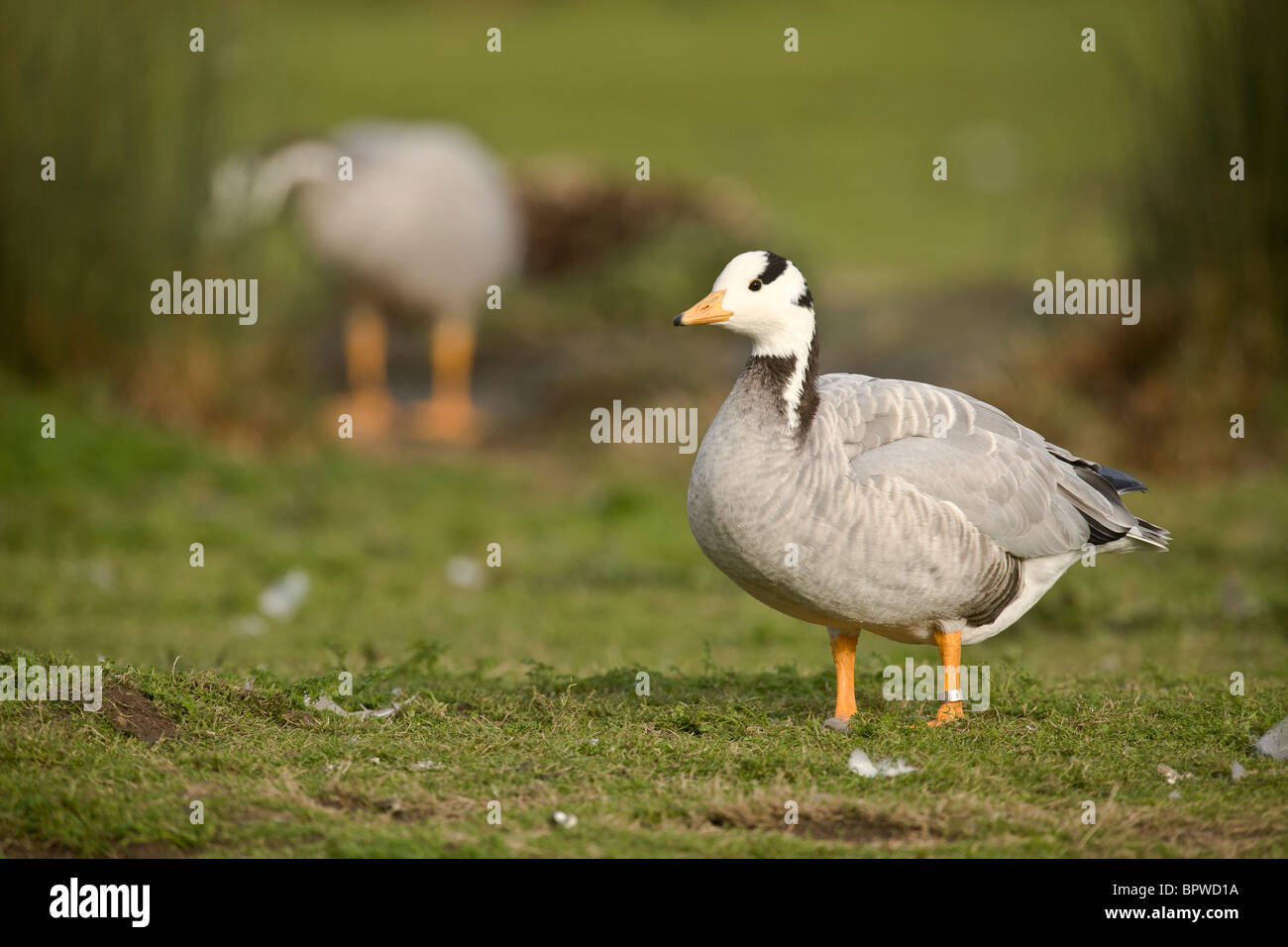 Bar Headed Goose Stock Photo - Alamy