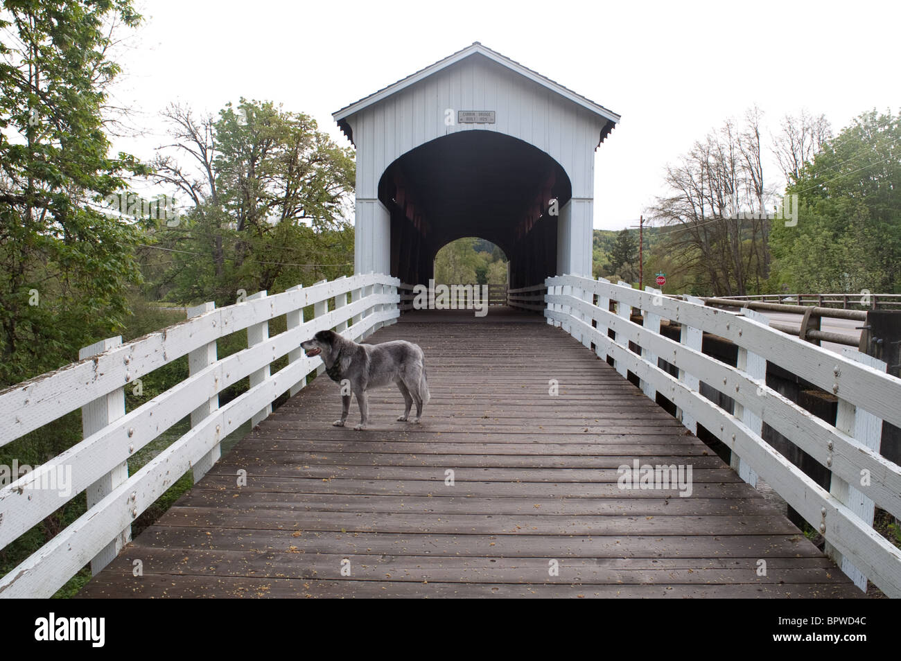 Looking head on to a covered bridge on an overcast day with a gray dog ...