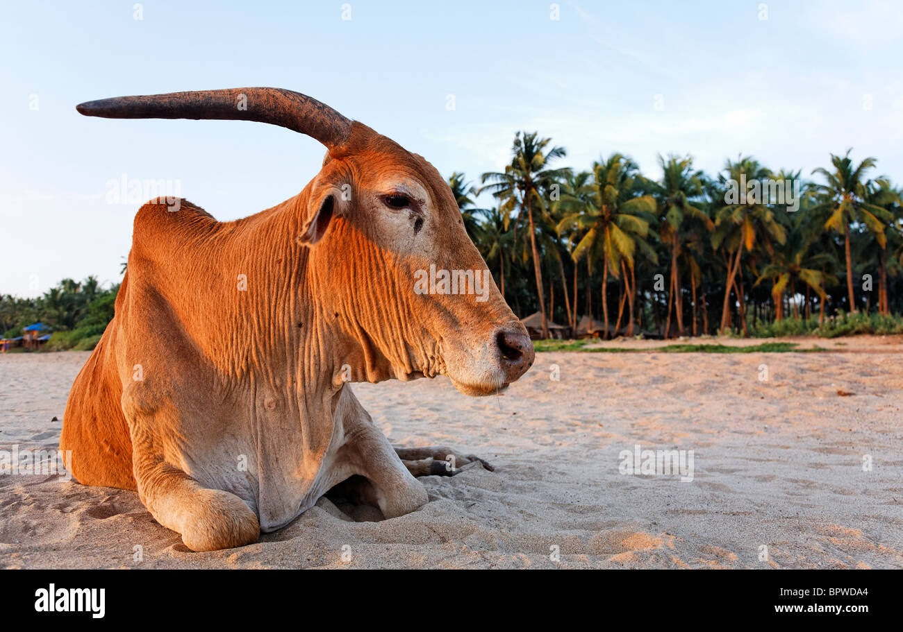 Cow on the beach, India - Goa - Agonda Beach Stock Photo - Alamy