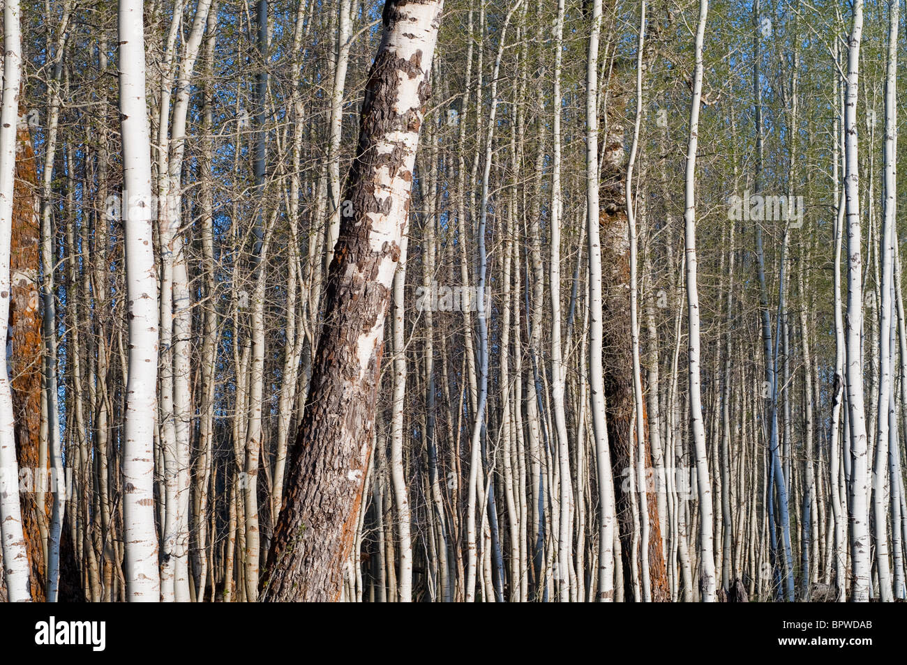A forest of birch trees and their beautiful white bark on a sunny day ...