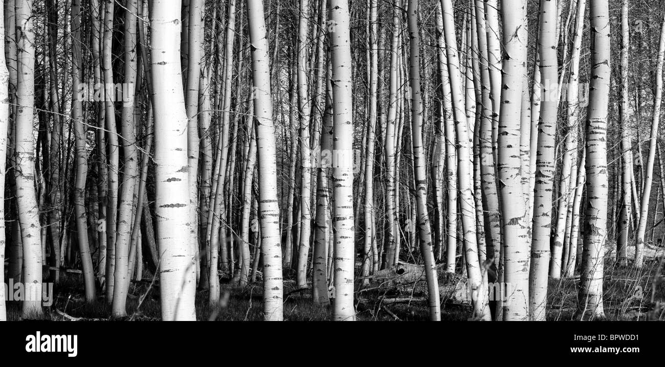 A forest of birch trees and their beautiful white bark on a sunny day ...