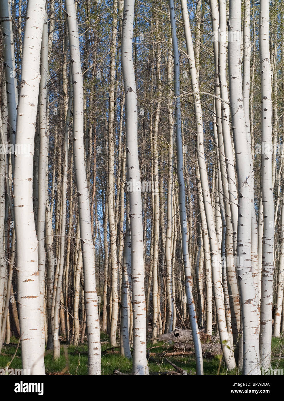 A forest of birch trees and their beautiful white bark on a sunny day ...