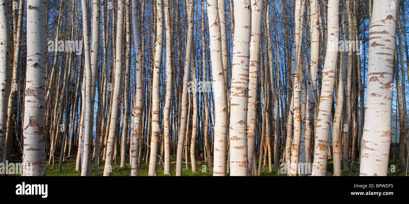 A forest of birch trees and their beautiful white bark on a sunny day ...