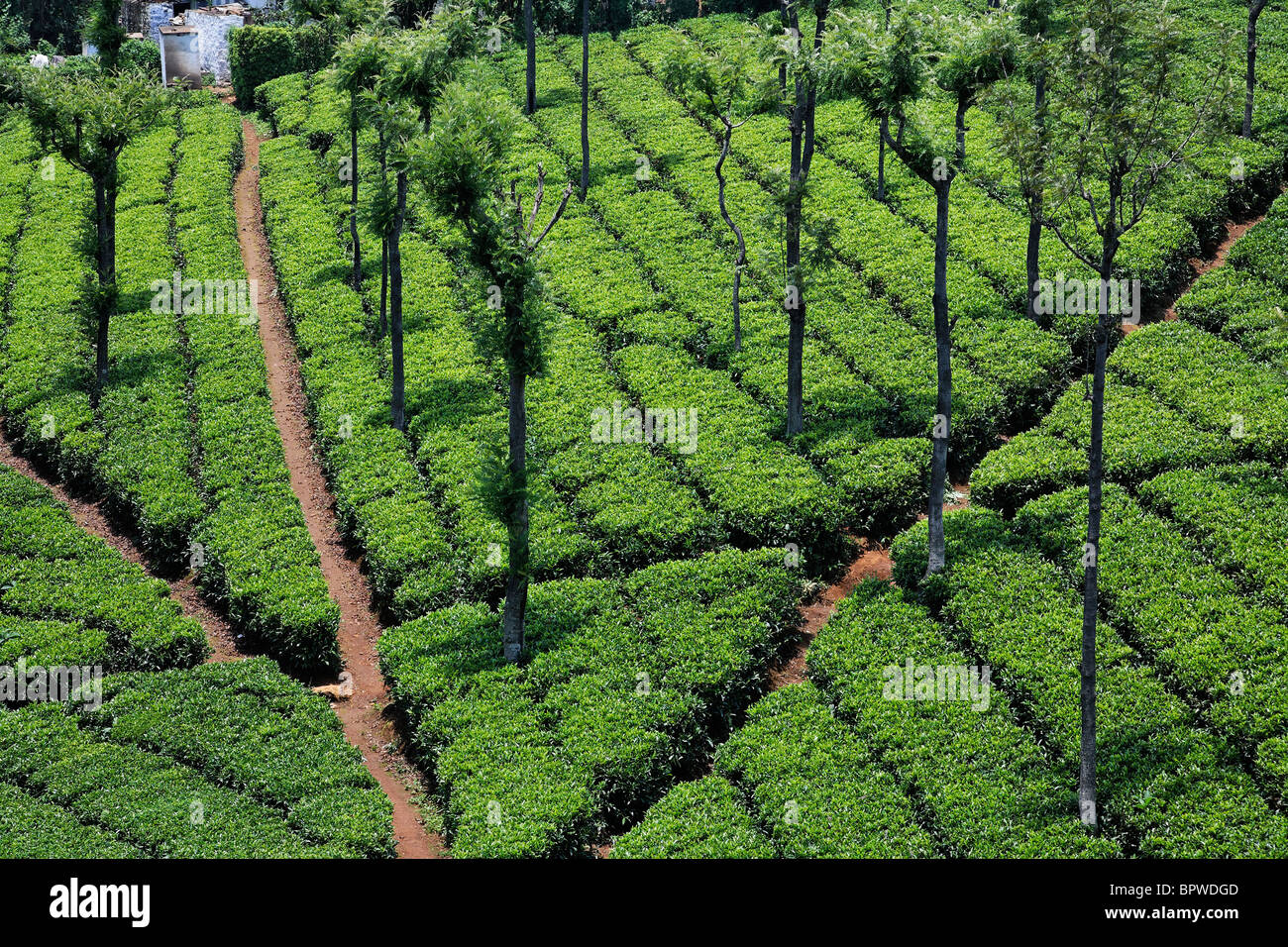 Tea plantation at High Field Tea Factory, Coonoor, Tamil Nadu, India ...
