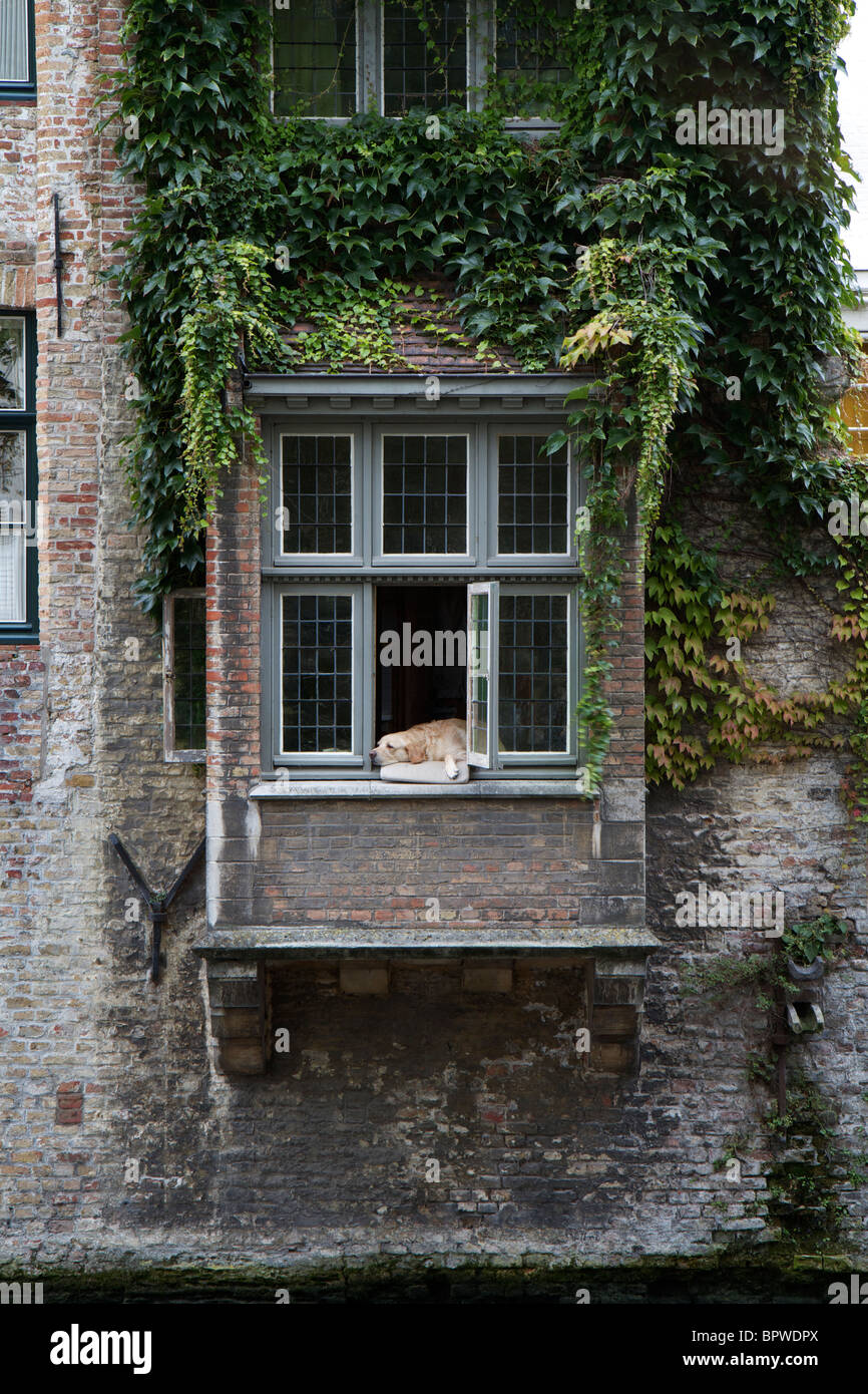 Labrador Dog sleeping on the window sill of an old canal side building ...