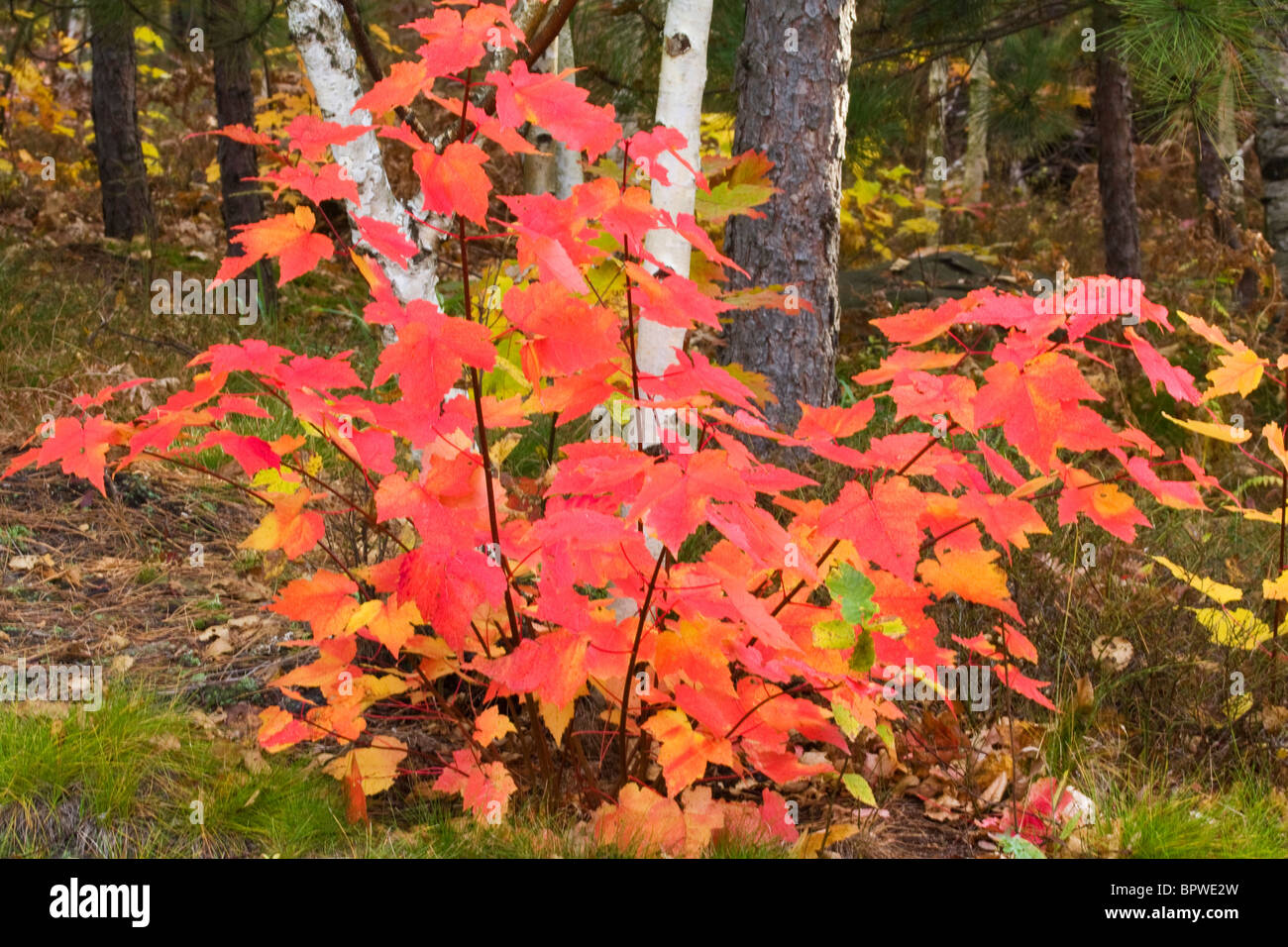 Red maple leaves in the forest, Sudbury, Ontario, Canada Stock Photo ...