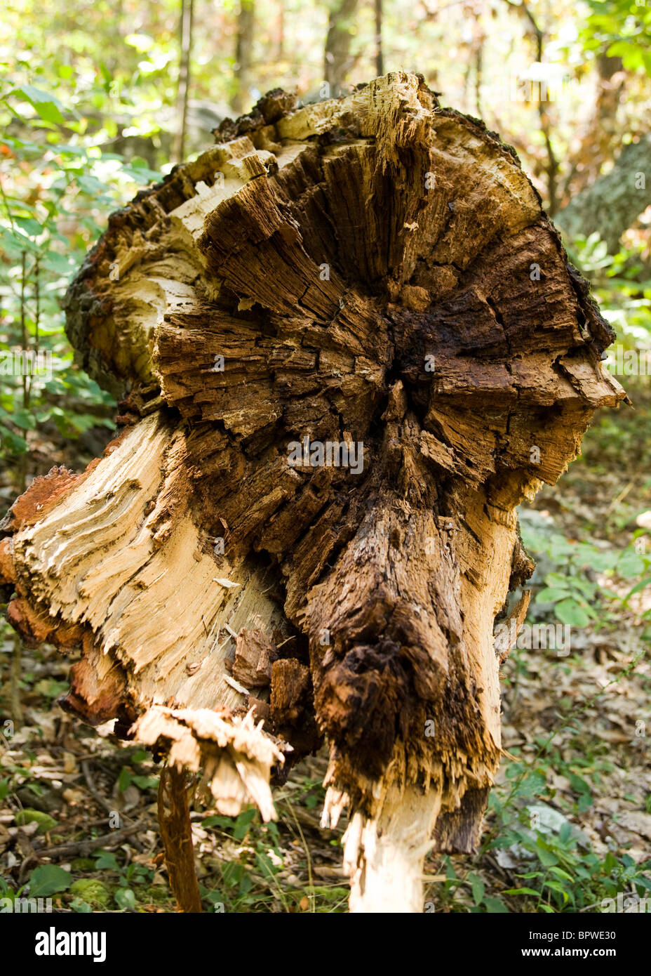 Fallen tree trunk core Stock Photo - Alamy