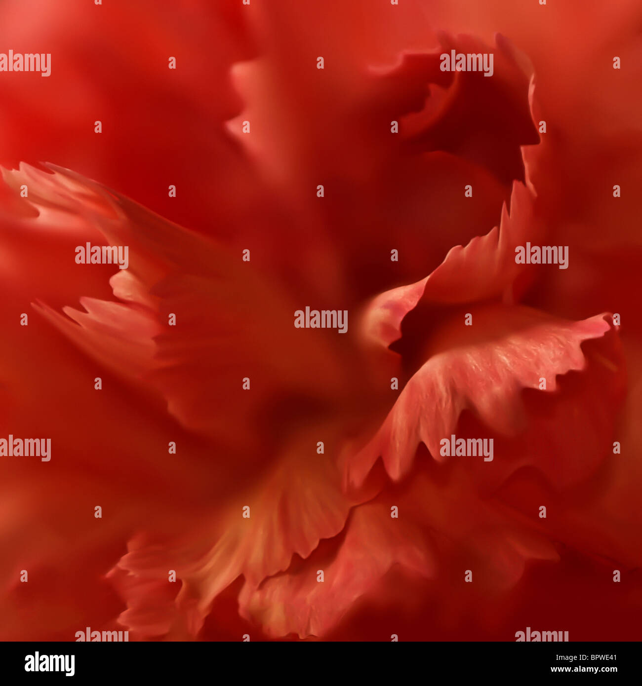 Carnation varieties hi-res stock photography and images - Alamy