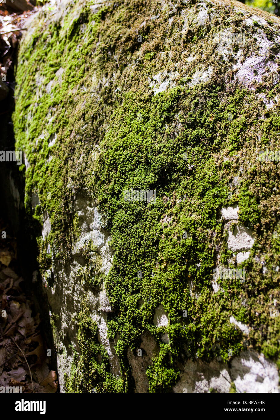 Dry moss on rock Stock Photo - Alamy