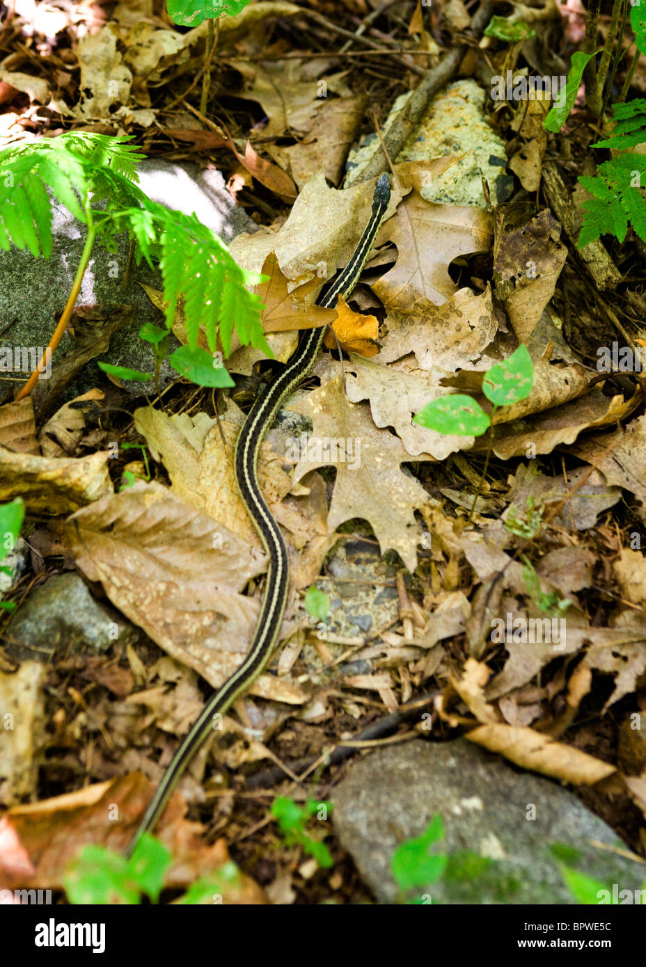 Eastern Garter snake in leaves (Thamnophis sirtalis) - Virginia USA ...