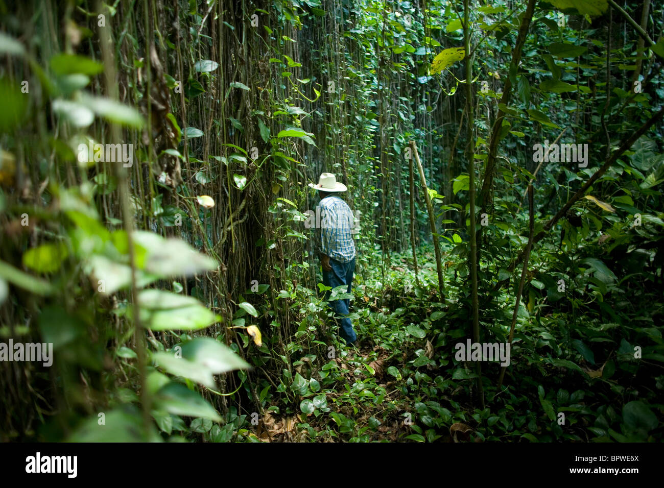 A tourists guide walks in the forest surrounding Chichen Itza in ...
