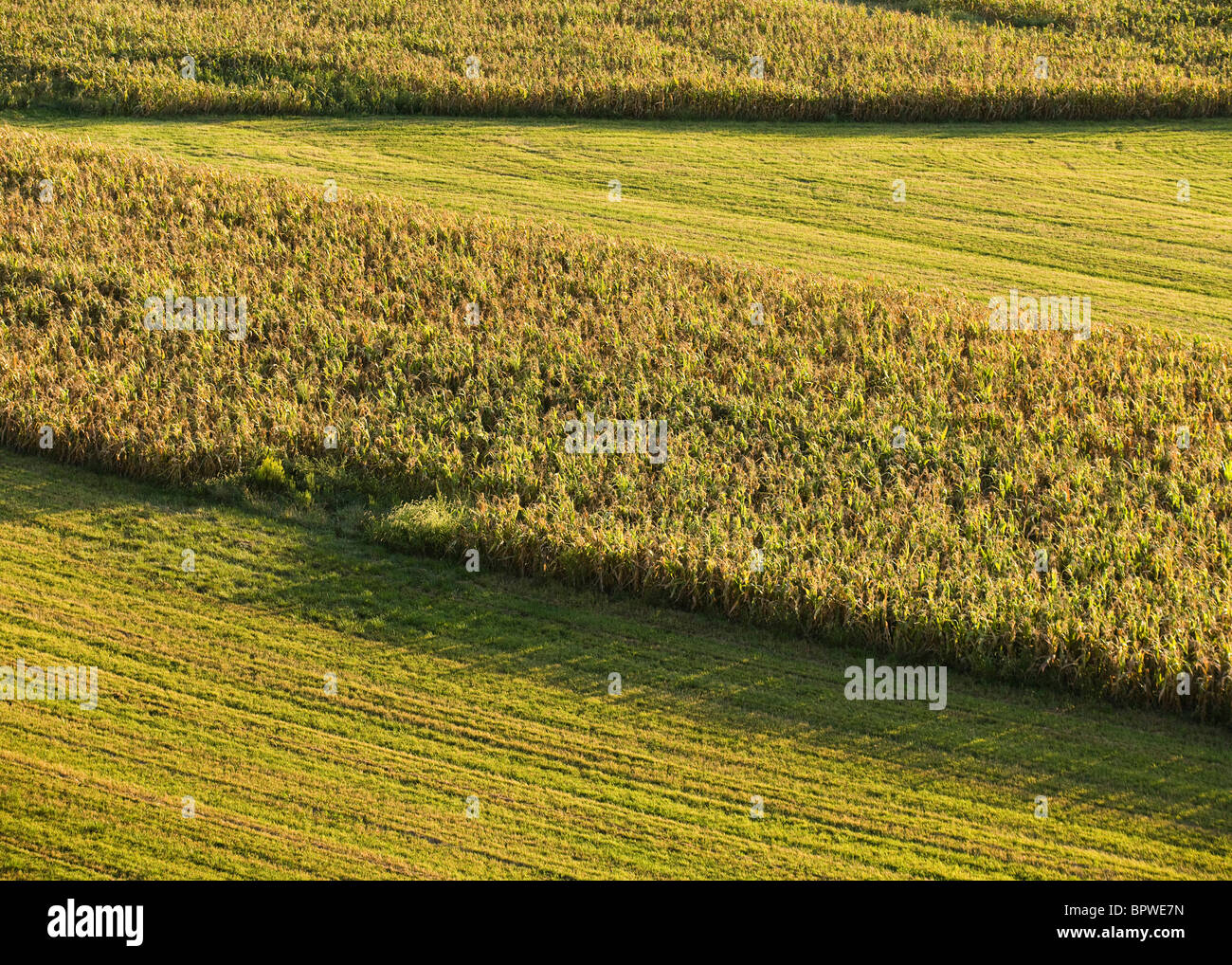 Narrow corn field in late afternoon - Pennsylvania USA Stock Photo - Alamy