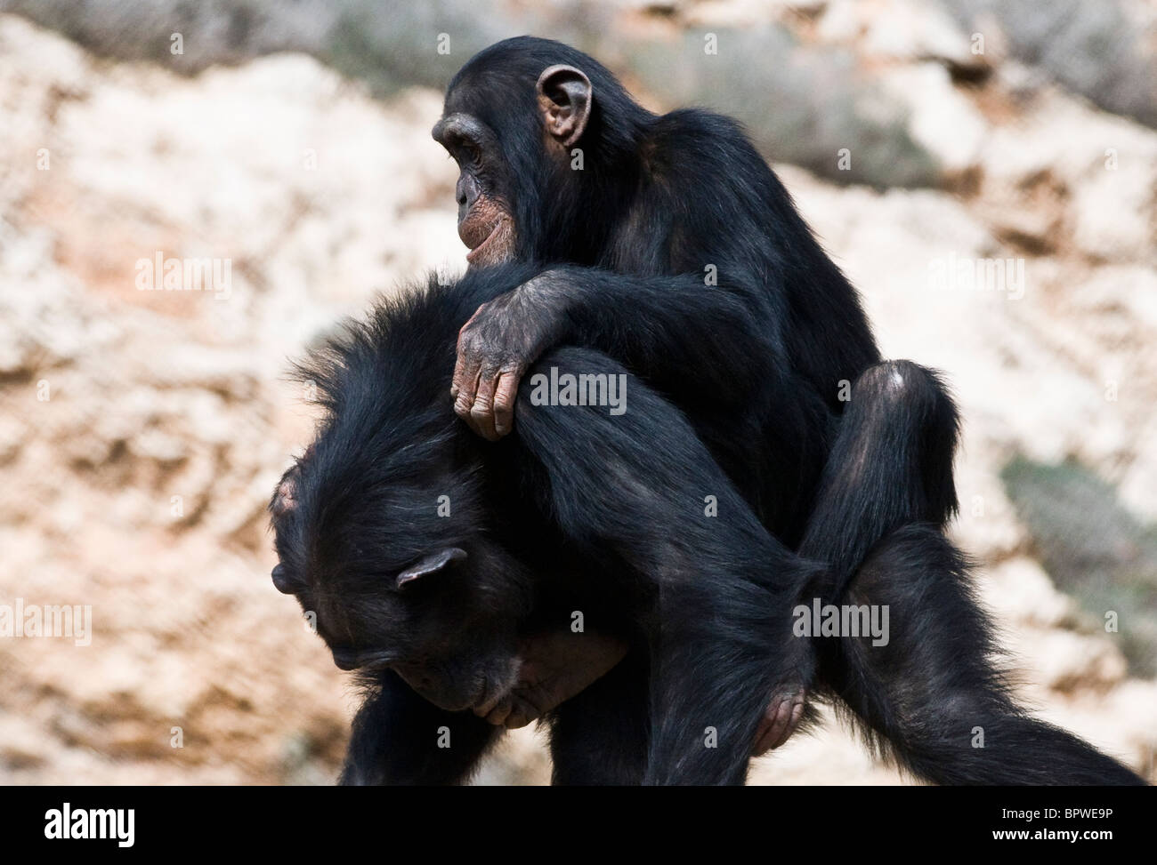 Primates at play hi-res stock photography and images - Alamy