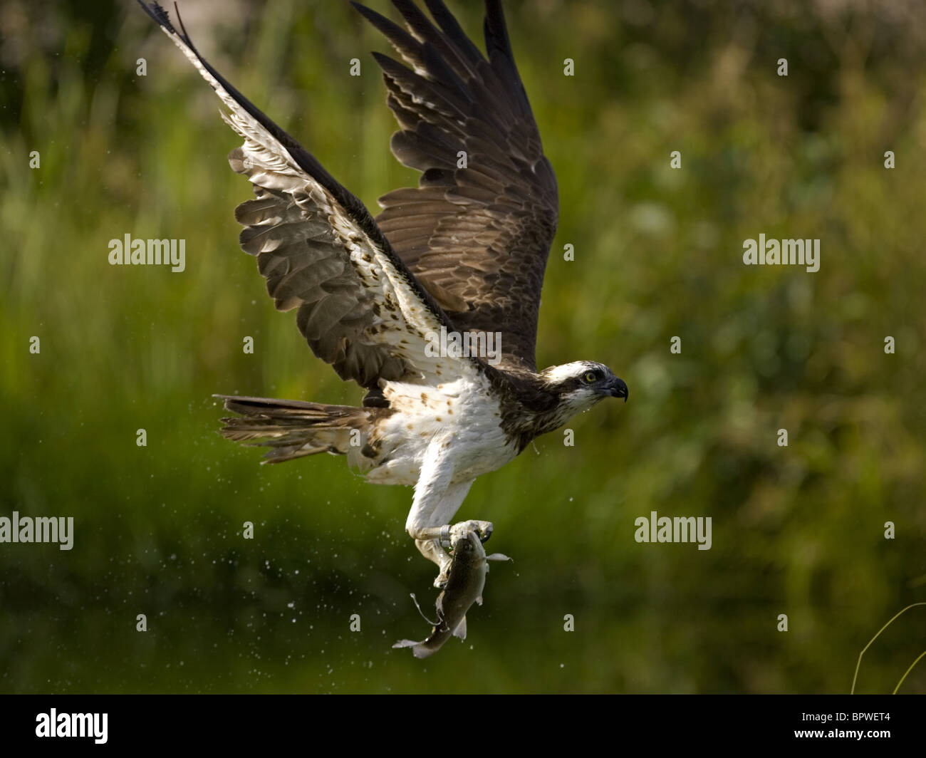 Osprey in flight with fish in talons Stock Photo - Alamy