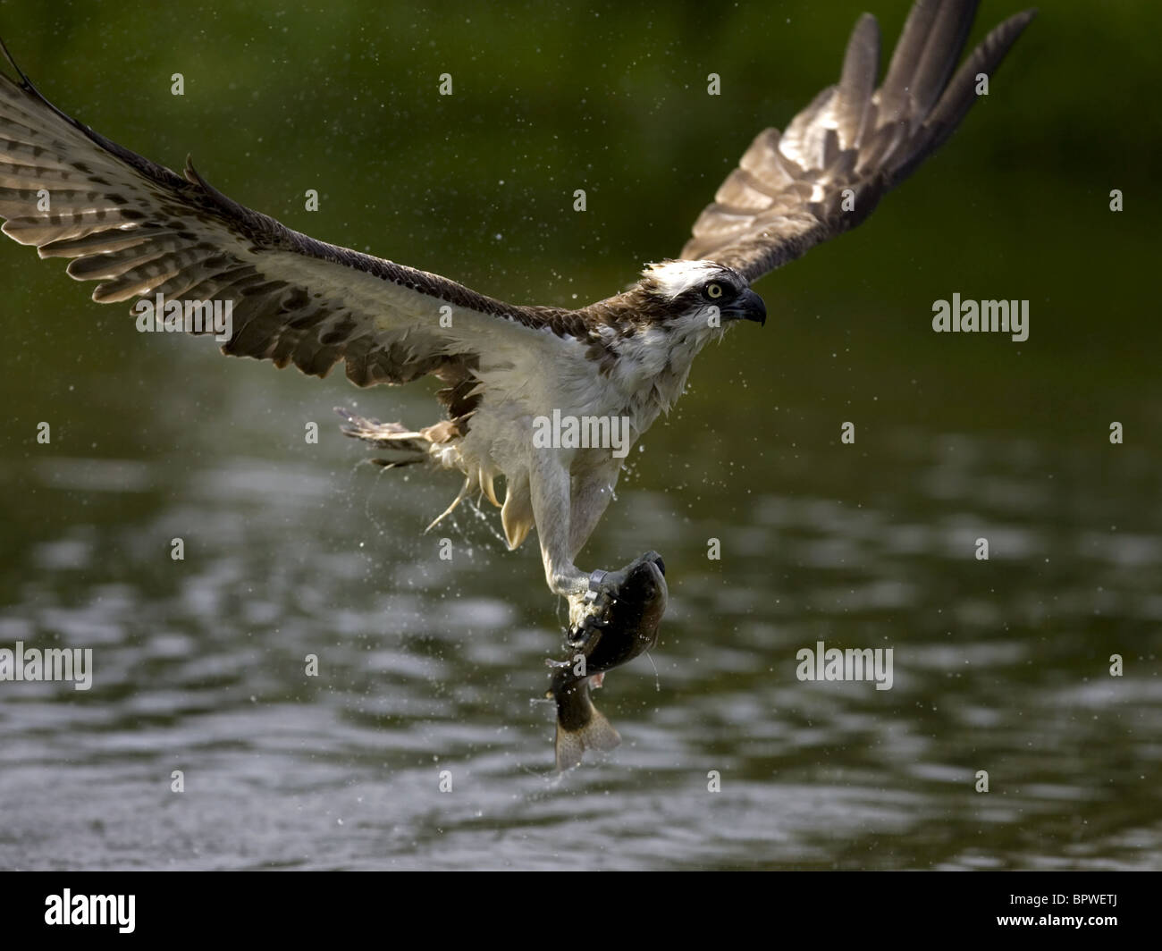 Osprey in flight hi-res stock photography and images - Alamy