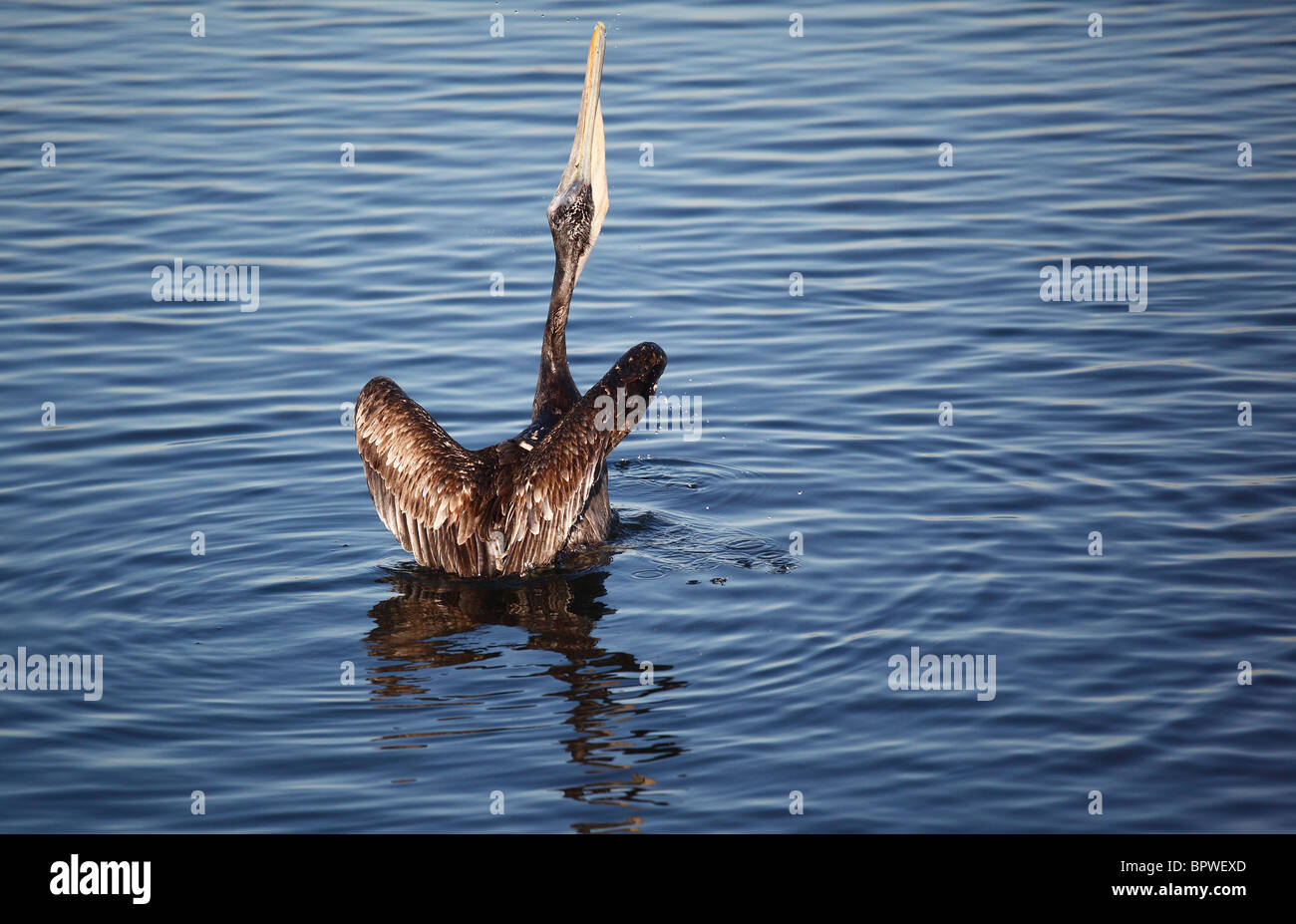 Rear view of a Brown Pelican in water with raised bill and water ...