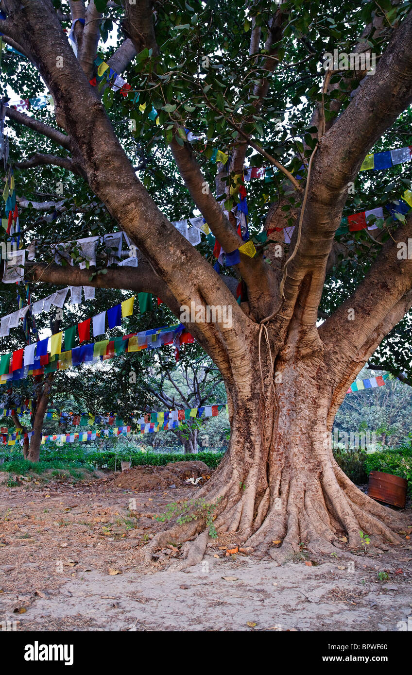 Ancient tree and prayer flags, Lumbini, Nepal Stock Photo - Alamy