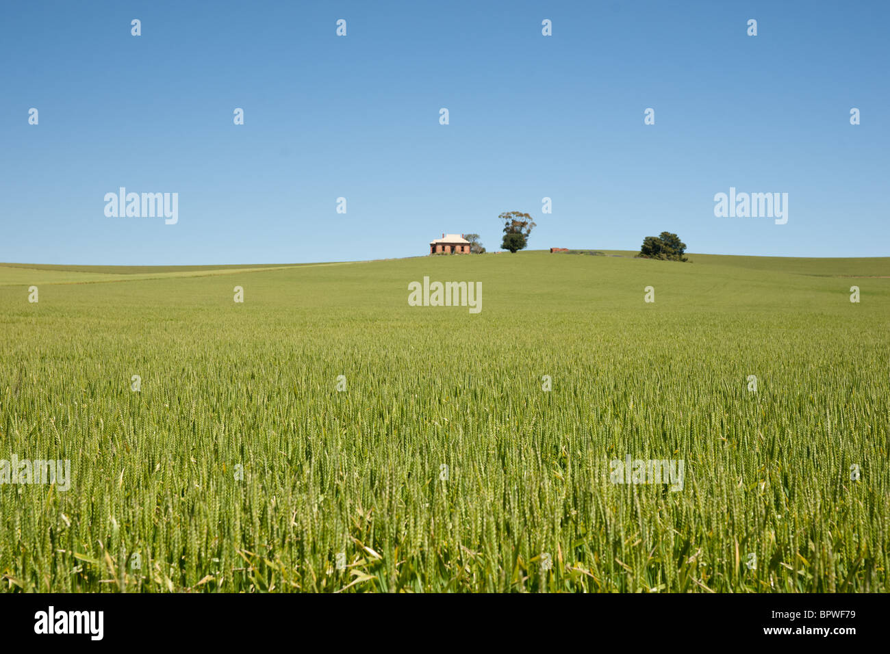 Wheat field and old house hi-res stock photography and images - Alamy