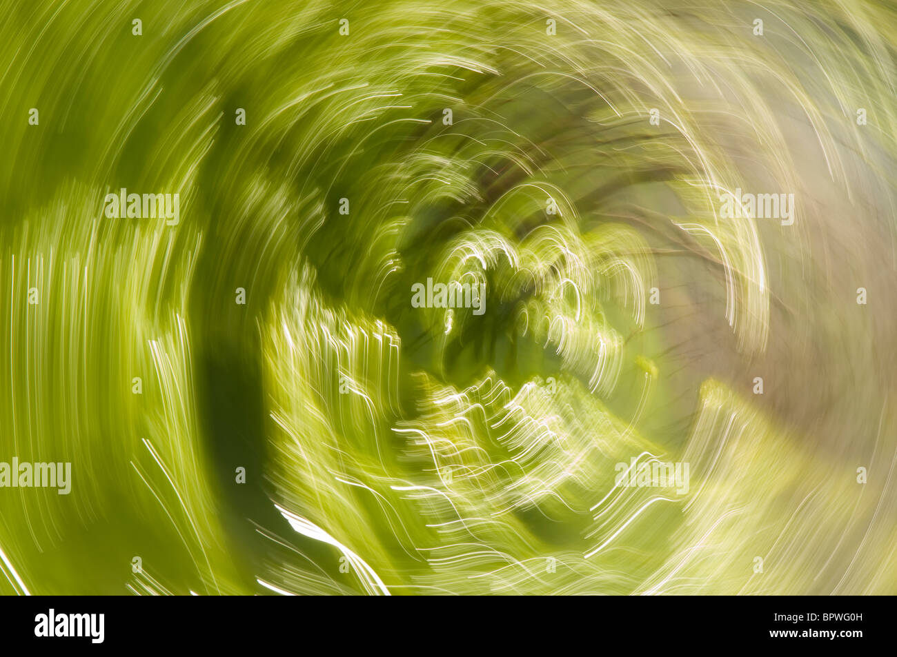 Green Algae on pond, La Plata Canyon, San Juan National Forest, Mayday ...