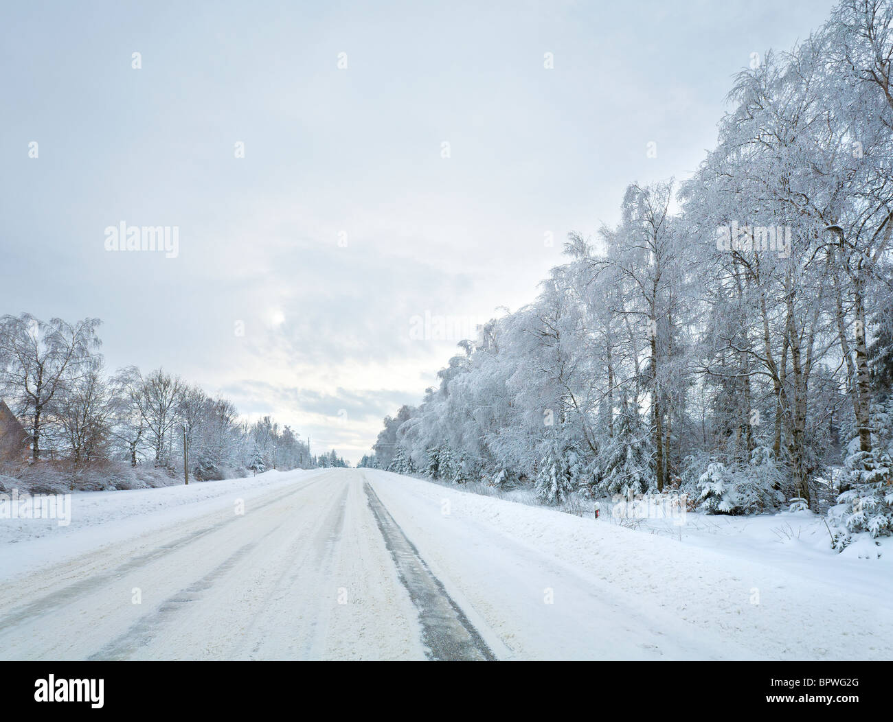 winter dull landscape with ice-covered road and trees at side of the ...