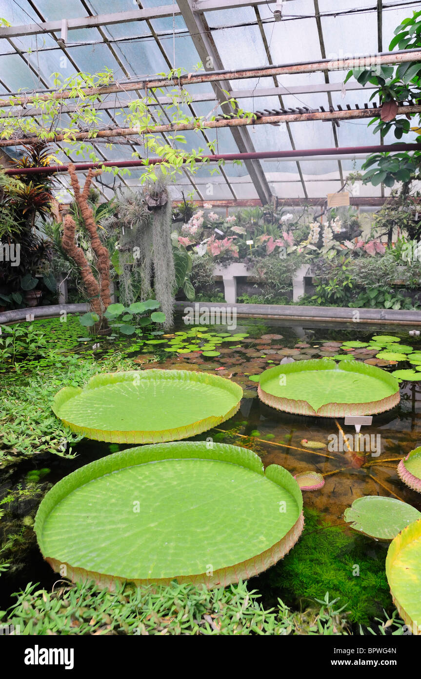 Lily pads inside greenhouse at the Botanic Gardens Poland's oldest ...
