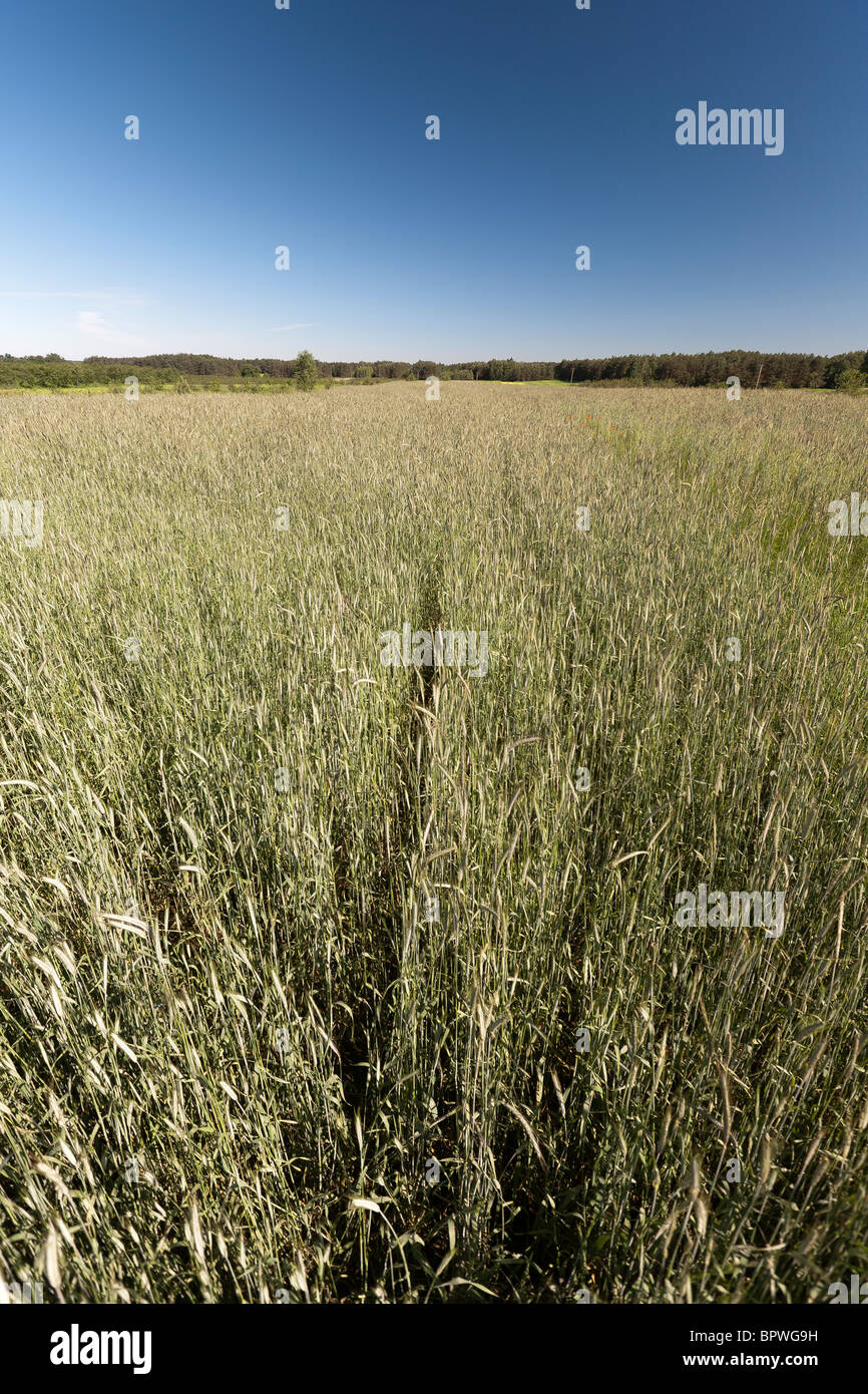 Field of young wheat in Poland Stock Photo - Alamy