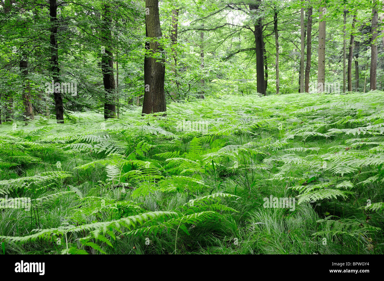 Wolski hi-res stock photography and images - Alamy