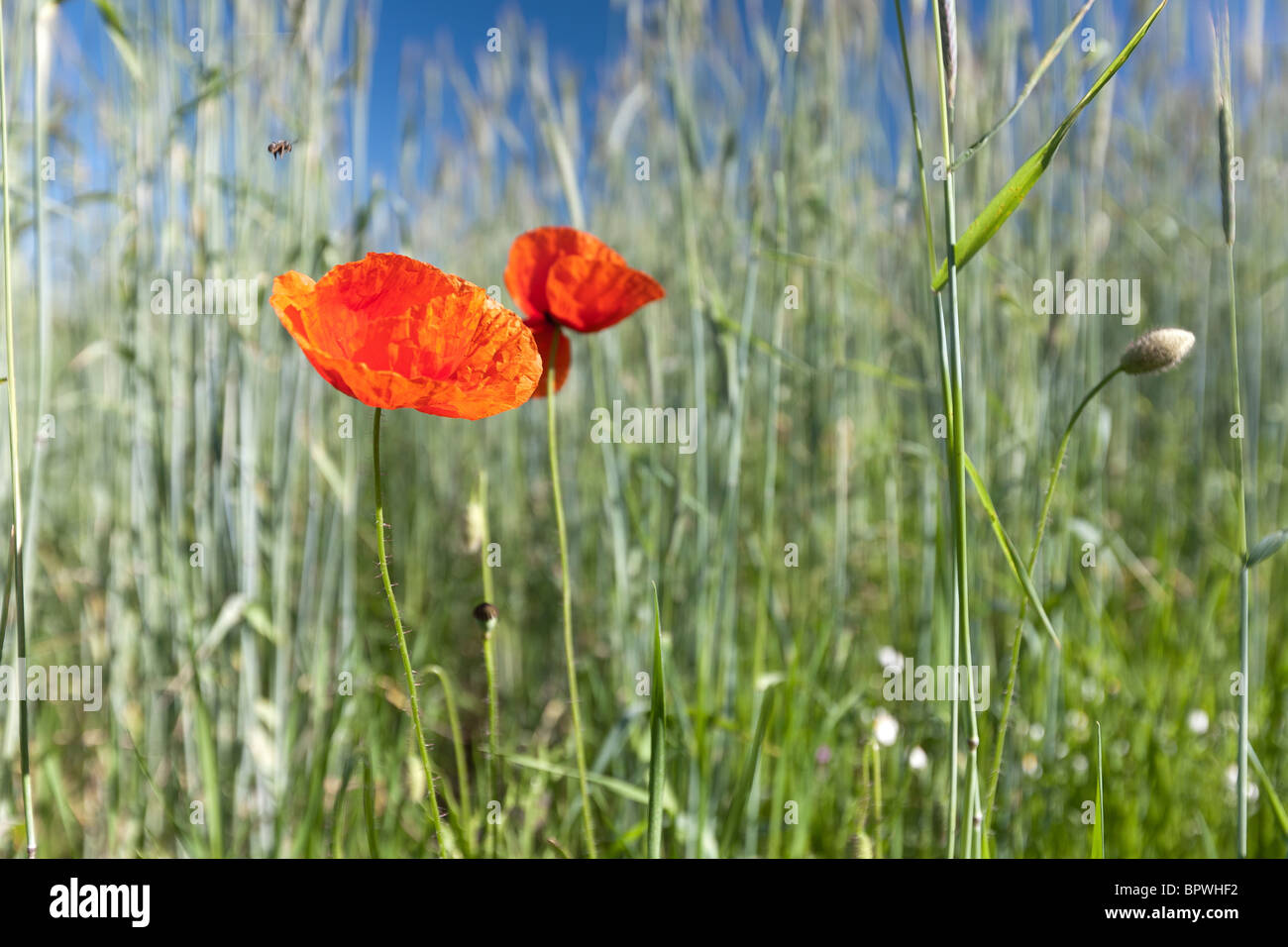 Field blossoming red poppies hi-res stock photography and images - Alamy