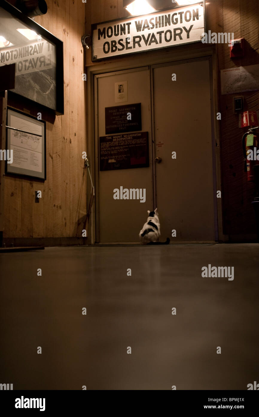 A black and white cat sits outside the doors at the Mount Washington ...