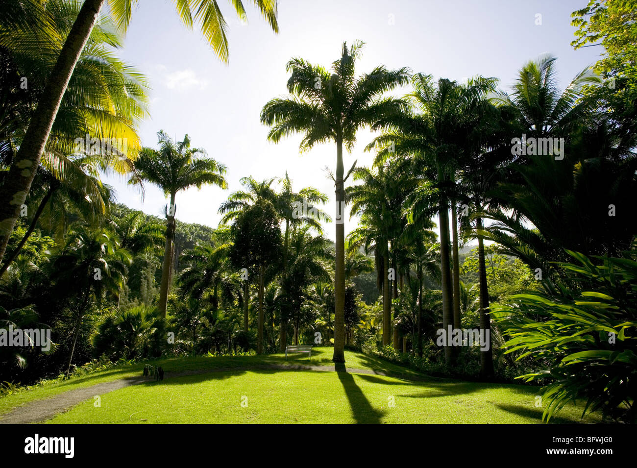 Barbados forest hi-res stock photography and images - Alamy