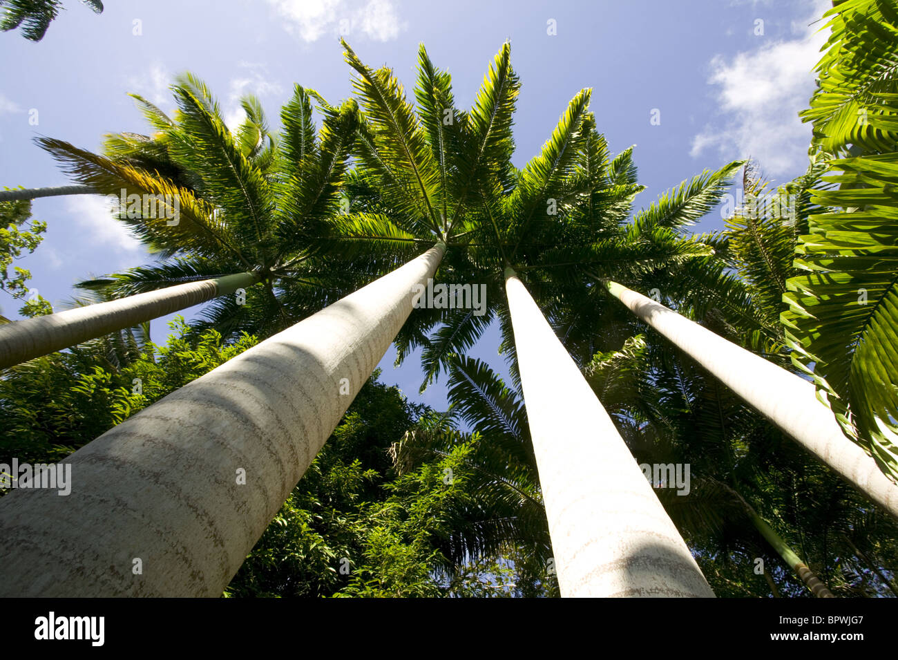 Corypha umbraculifera hi-res stock photography and images - Alamy