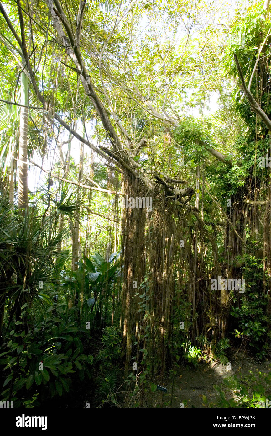 Native bearded fig tree, Ficus citrifolia growing in Flower Forest in ...